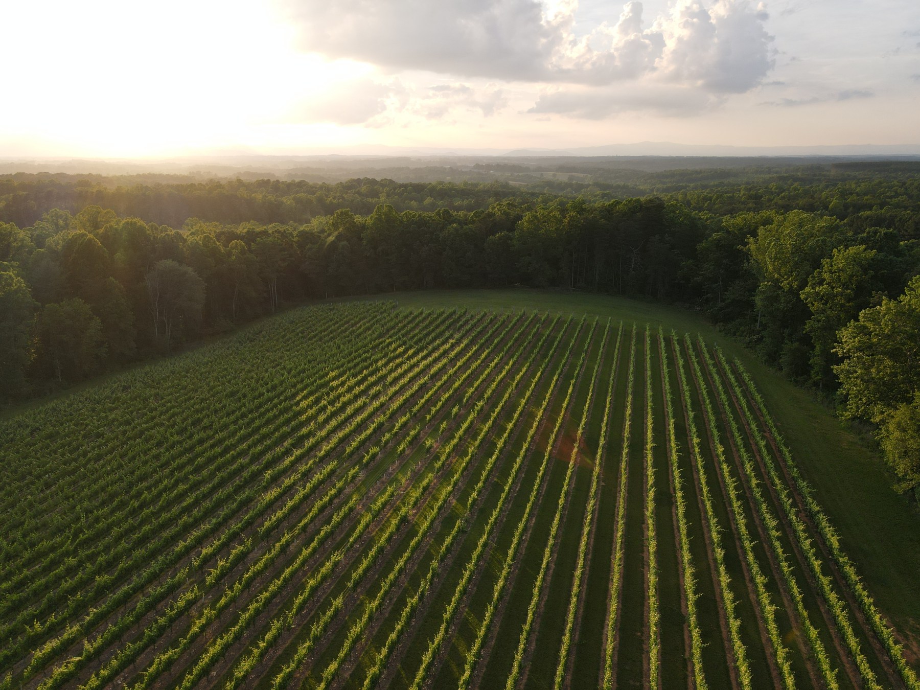 Gallery – Haze Gray Vineyards